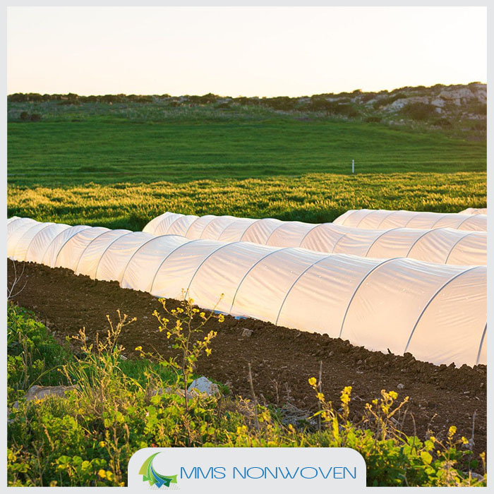 Agriculture Cover by MMS NON WOVEN UAE - CROP PROTECTION COVERS