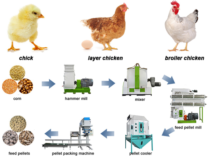 The Best Formula For Making Broiler Chicken Feed