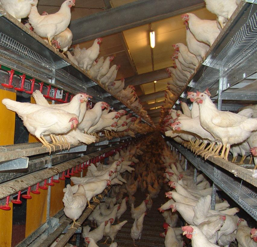 Salmet - Poultry Cage Free System - Combi Barn Aviary System ...