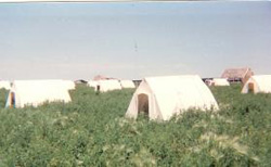 A-Frame Hog Hutch Farrowing