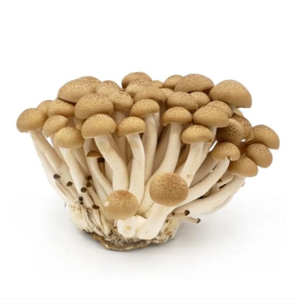 Buna shimeji - Fresh Mushrooms - Fresh Bunashimeji Mushrooms ...