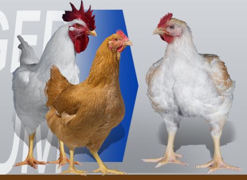 Rowan Ranger Premium Female Broiler Breeder