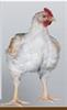 Rowan Ranger Classic Brown Feathered Female Broiler Breeder