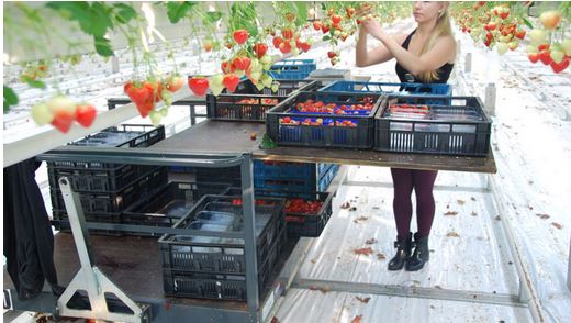 Greencart - SHC - Strawberry Harvest Cart By Berkvens ...