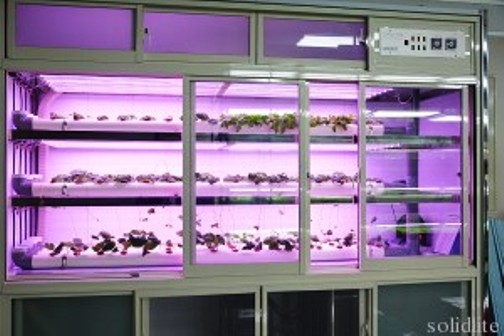 Solidlite - Plant Factory - Plant Growth Box by Solidlite Corp