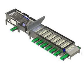 MSL - CELOX C-UHD - Fruits and Vegetables Grading – Packaging ...