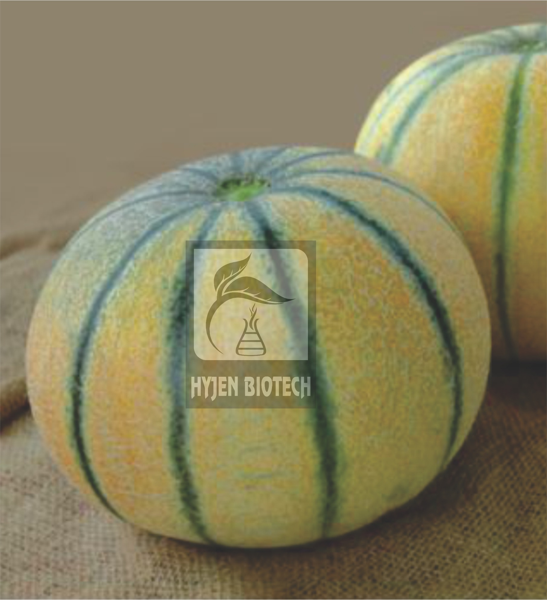 HB-AARYA - Fruit Seeds - Musk Melon by HYJEN BIOTECH