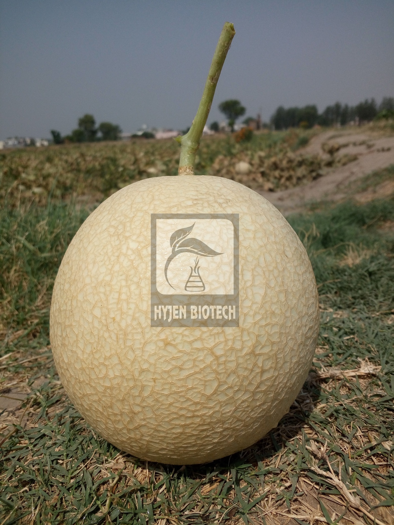 HB-ARJUN Musk Melon
