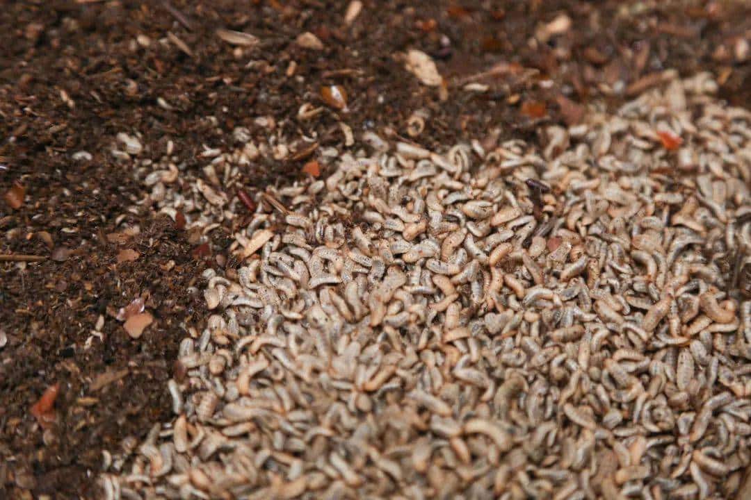 Breeding Technique Of Black Soldier Fly | Agriculture XPRT