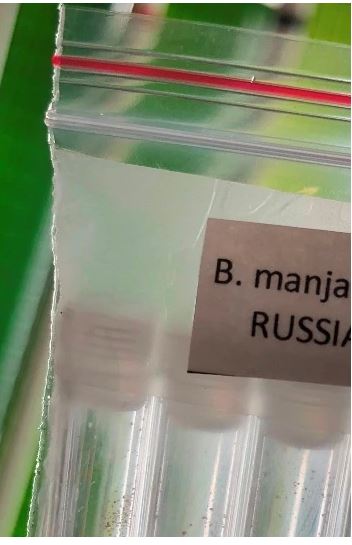 Rotifer Cysts, Algae & Feed - Resting Rotifer Cysts Single ...