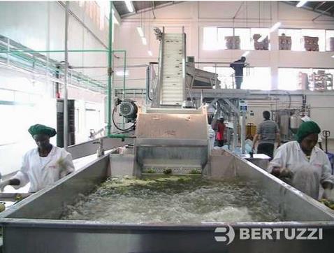 Bertuzzi Inoxall - Bertuzzi - Avocado Processing - Avocadoes ...