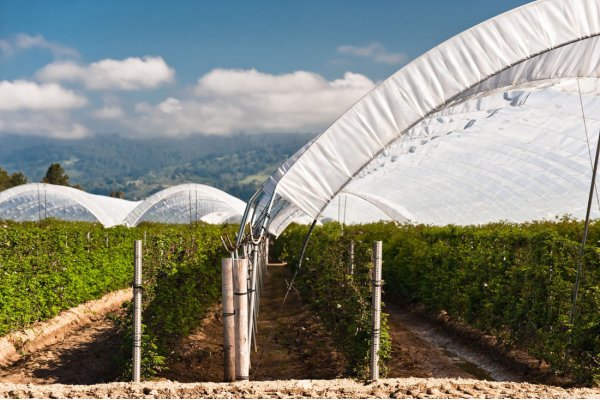XL - Netting & Fleece - Raspberry Support Netting by XL Soft ...