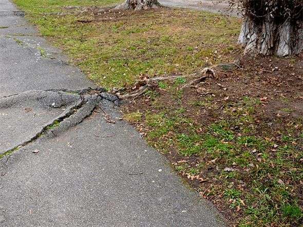 How do I stop tree roots from invading my garden?