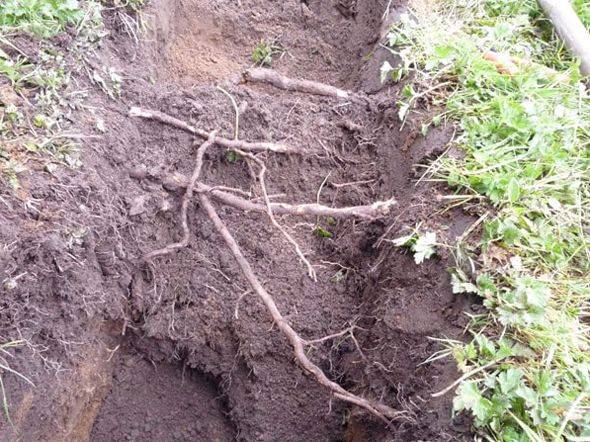 How do I stop tree roots from invading my garden?