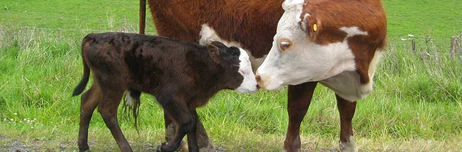 MilkingCloud - Products - Herd Management - Calving ...