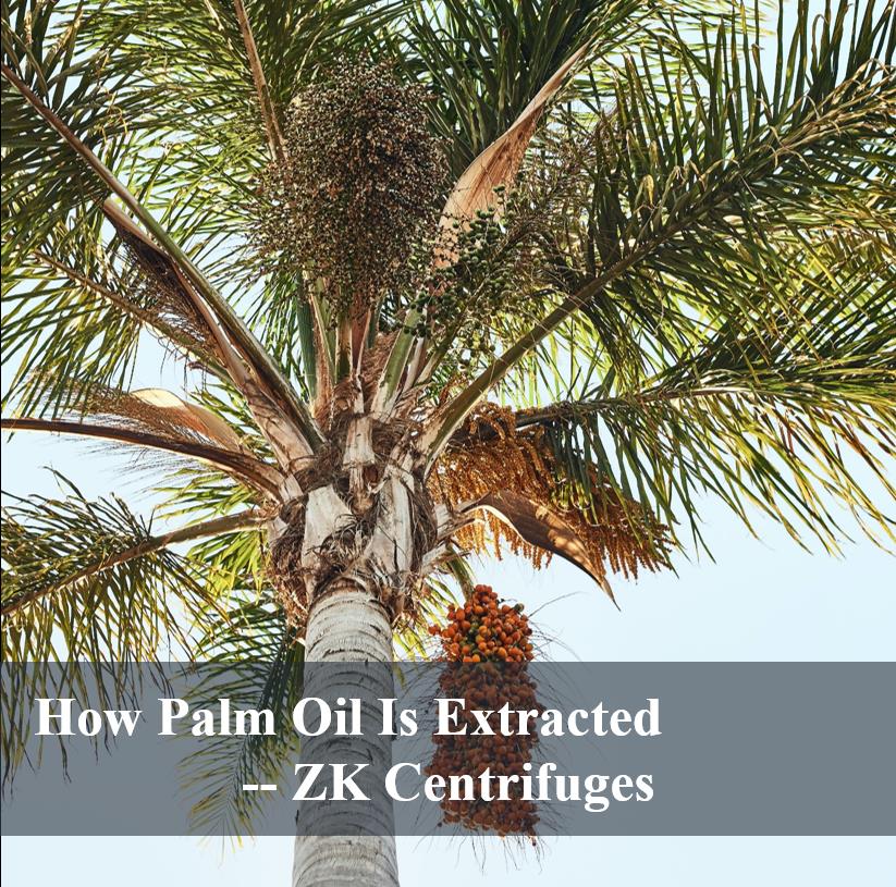How Palm Oil Is Extracted