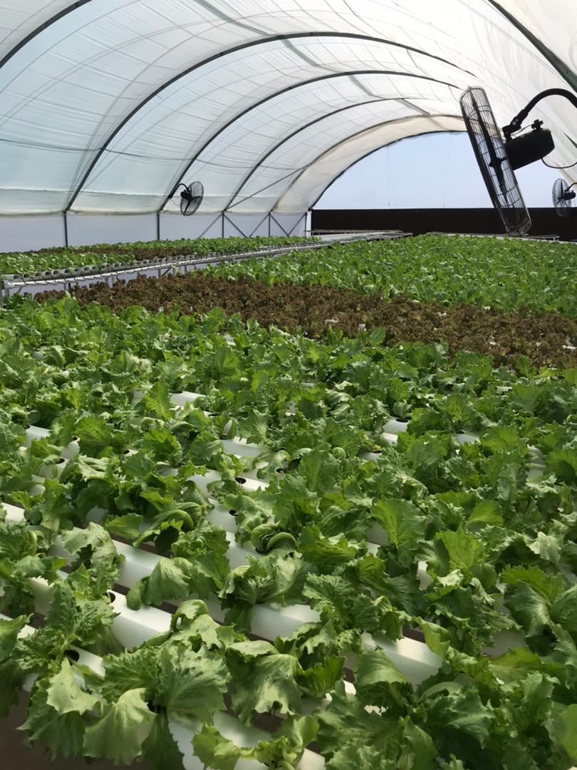 NFT Hydro - NFT Hydro Commercial Hydroponic Projects By NFT ...