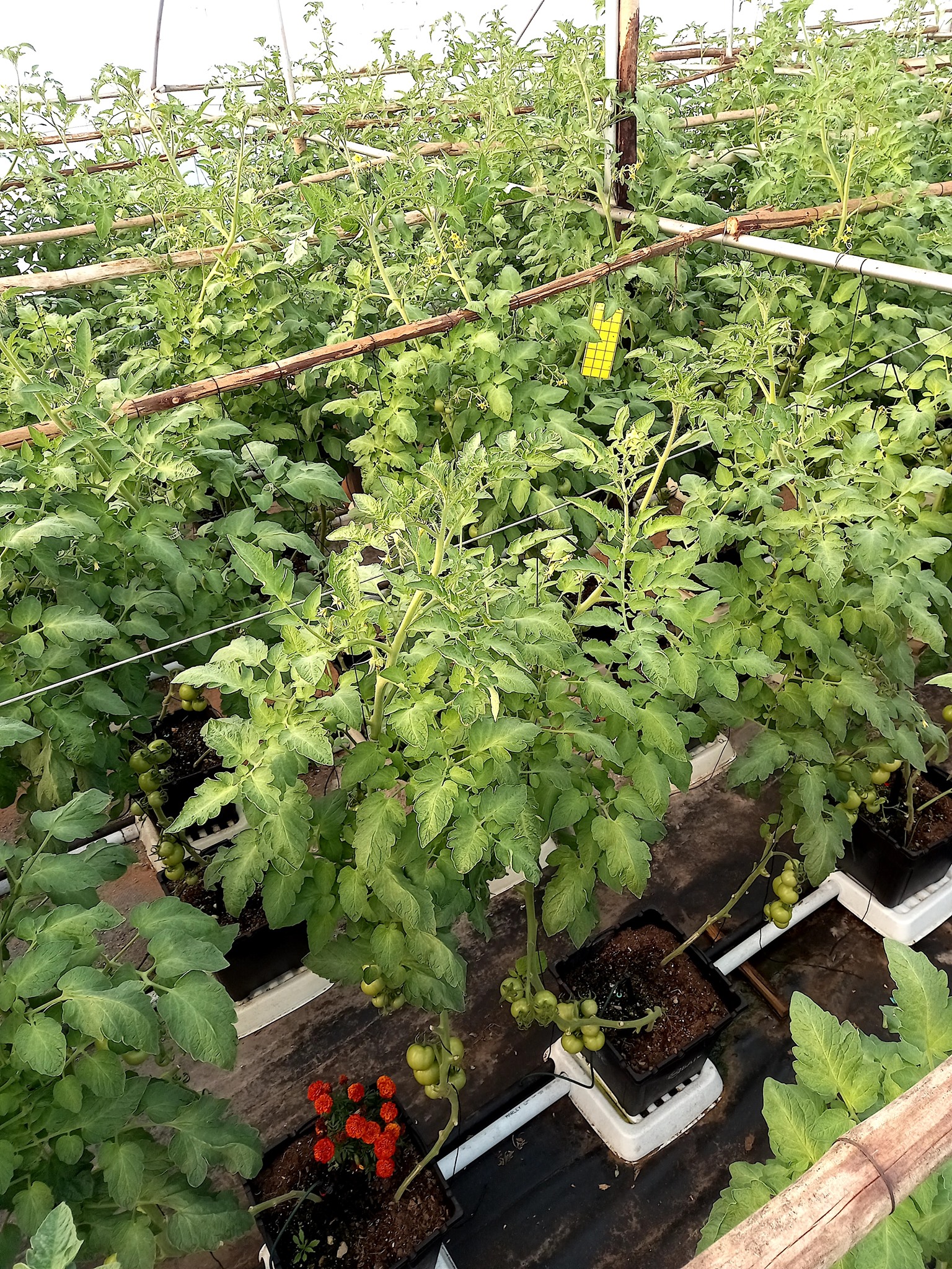 NFT Hydro - NFT Hydro Commercial Hydroponic Projects By NFT ...