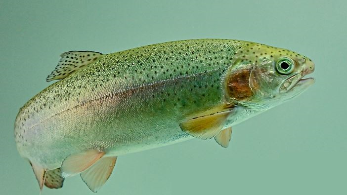 Aller-Aqua - Others Products - Fish Feed for Organic ...