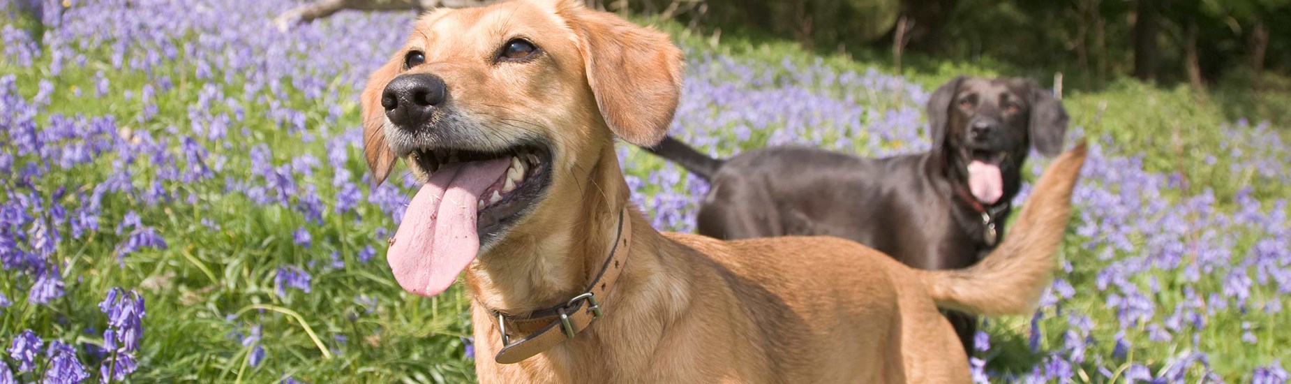 Hamlet - HP 300 - Pet - Pet Food By Hamlet Protein A/S