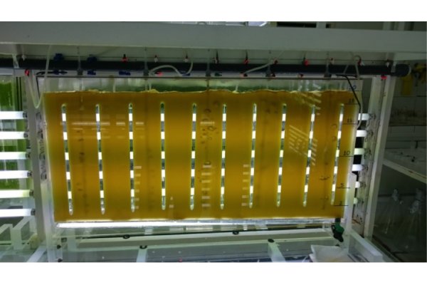 Microphykos - Tailor-made Intensive Culturing System for ...