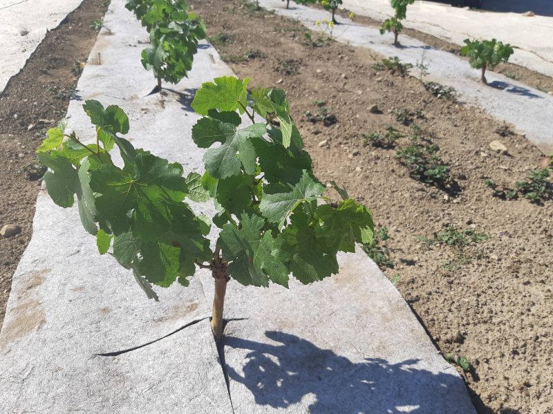 Hempoint Mulch Fabric - Organic Hemp