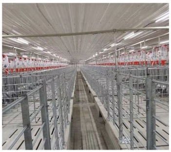 Lighting for Farrowing Shed - Case Study | Agriculture XPRT