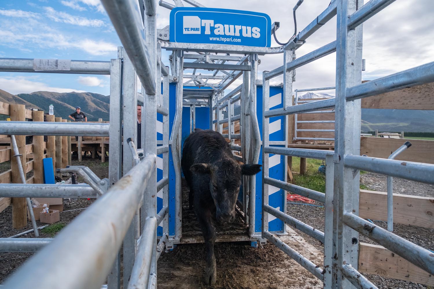 Te Pari Taurus Auto Drafting Cattle Chute