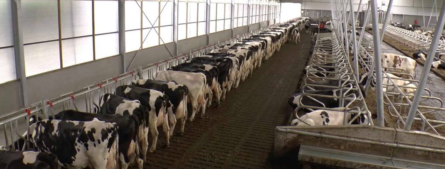 Barn Equipments - Cow Cubicle By Vansun Technologies Pvt. Ltd.