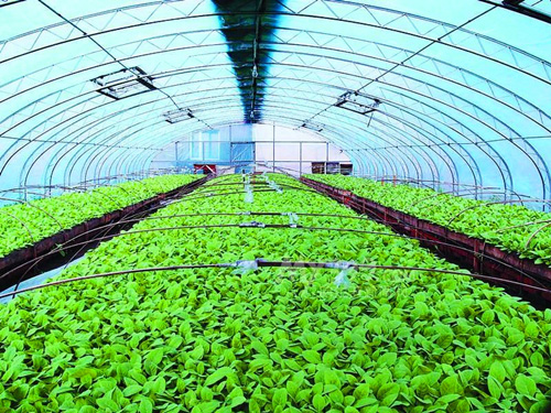 Luguan Plastic Special Thermic Agricultural Films