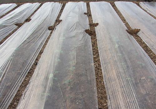 Luguan Plastic - Mulch Films - Clear Mulch Films by Luguan ...