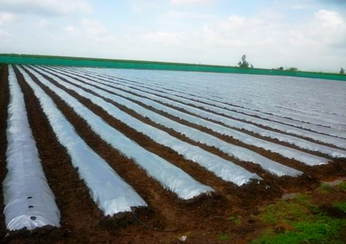 Luguan Plastic - Mulch Films - Black & Silver Mulch Films By ...