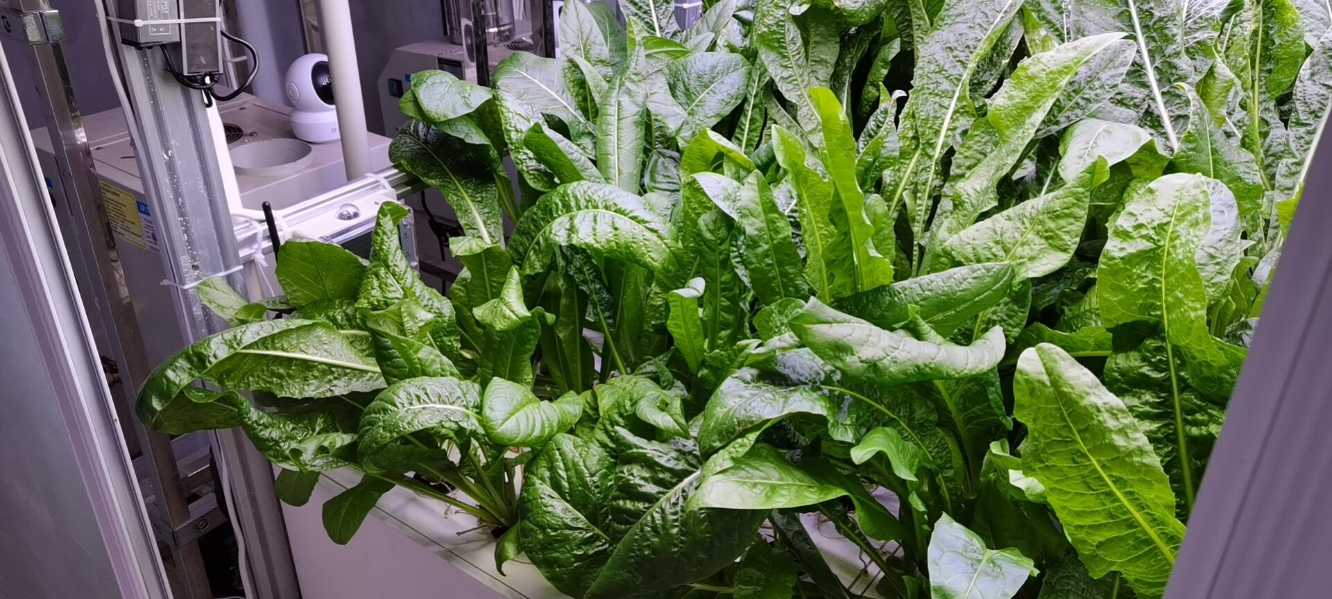 UbiBot GS2 pH/EC monitoring for hydroponics, indoor farming,