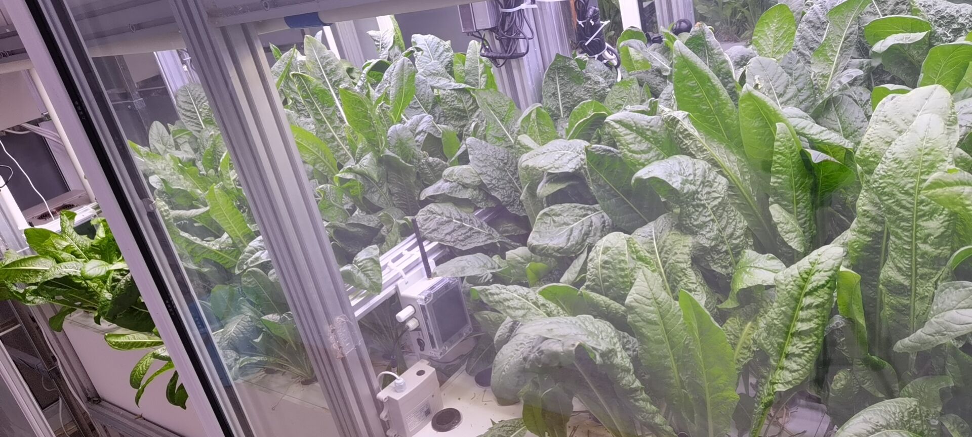 UbiBot GS2 pH/EC monitoring for hydroponics, indoor farming,