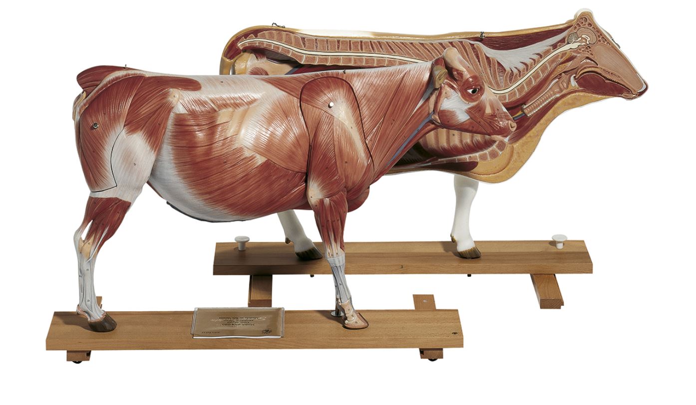 Zos 1 - Zoology Models - Cow By Marcus Sommer SOMSO MODELLE Gmbh