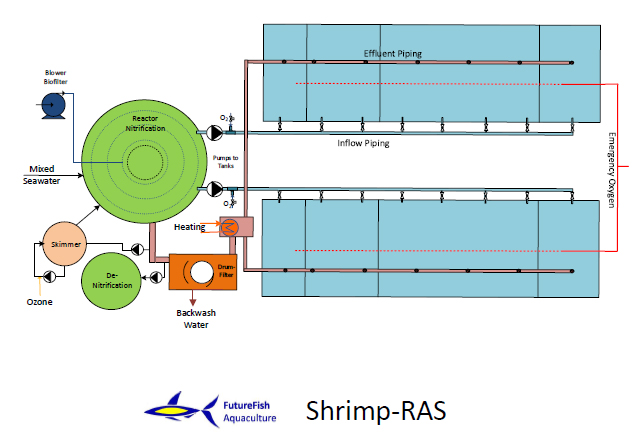 Intensive Shrimp Production by FutureFish Aquaculture GmbH