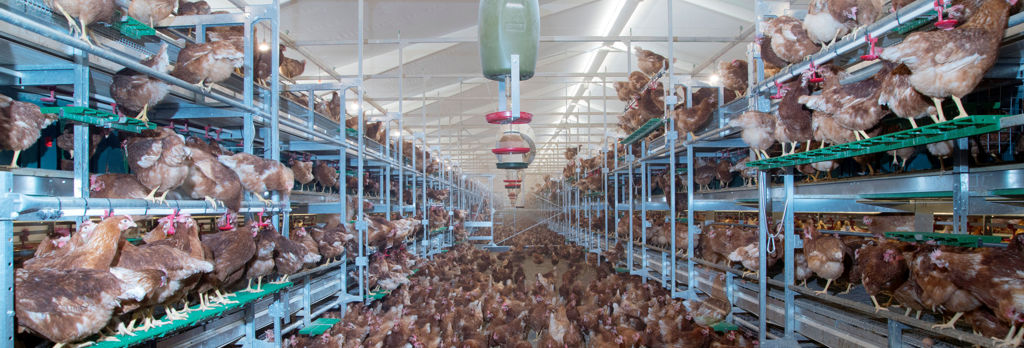 Aviary Vision for Layers by Zucami Poultry Equipment, Slu.