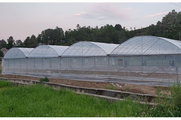 Plastic Curved Roof Film Greenhouse Zenithal Window Multi-Span ...