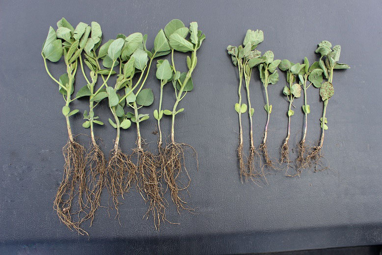 Corebiologic Croppro+ Microbes