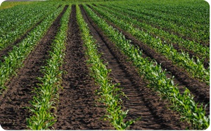 Corebiologic - Croppro Seed Treatment - Micronutrient ...