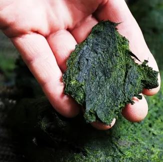 Everflow - Others Products - Biofertilizer & Soluble Algae ...