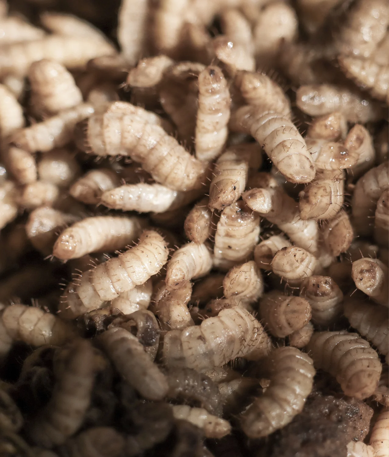 BSF - Black Soldier Fly (BSF) Neonates by BSF Breeding