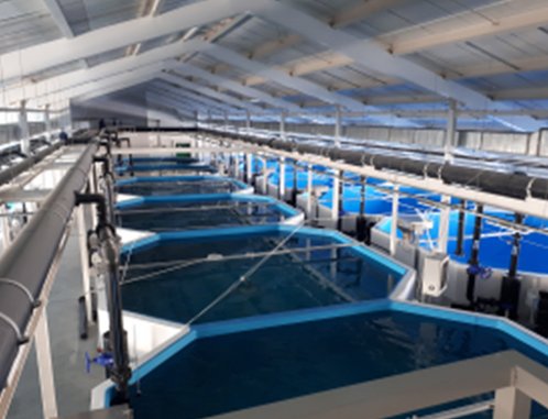 Recirculating Aquaculture System