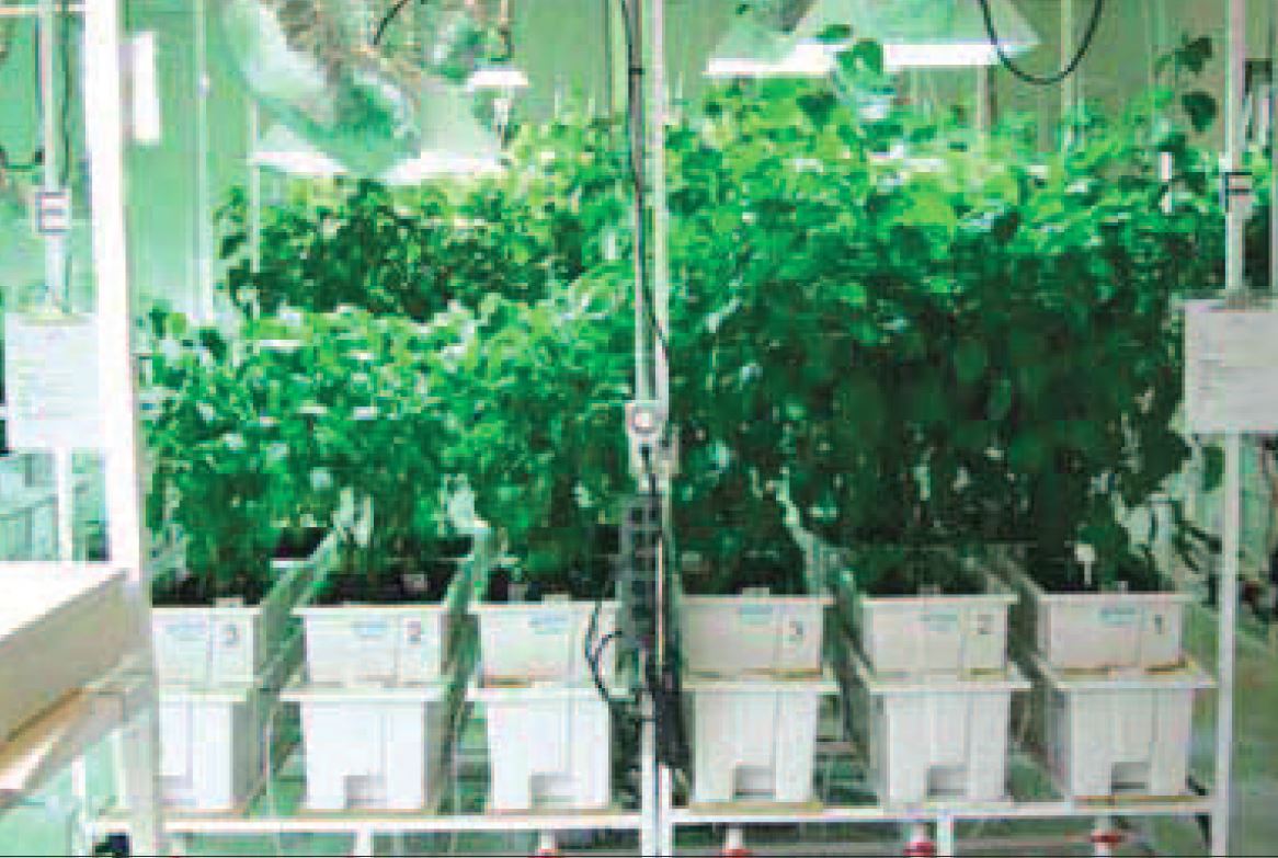 Bio-Green - Multi-Tricho - Plant Health - Granular By Bio-Green Planet ...