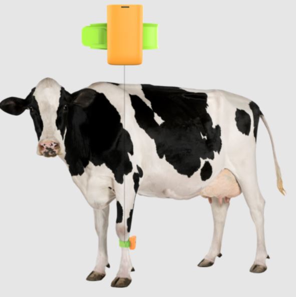 Lorawan - Livestock Farming - Cattle Leg Tag By Agriseen ...