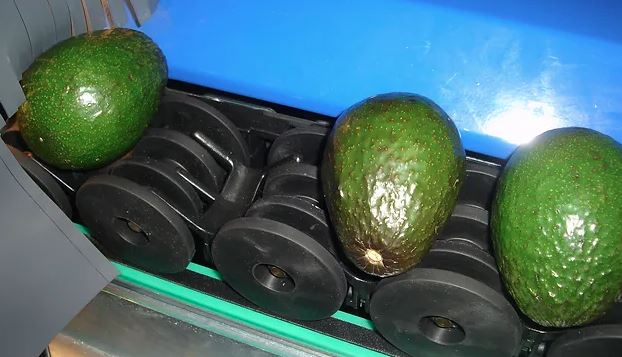 Insight Sorters - Sorting Machines for Avocado by InSight ...