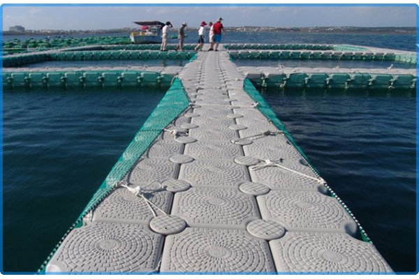 Fish Farming In Cages by MSD Agrotech