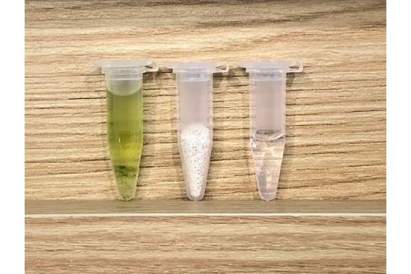 Algreen - Other Products - Live Algae Culture Kit By Algreen ...