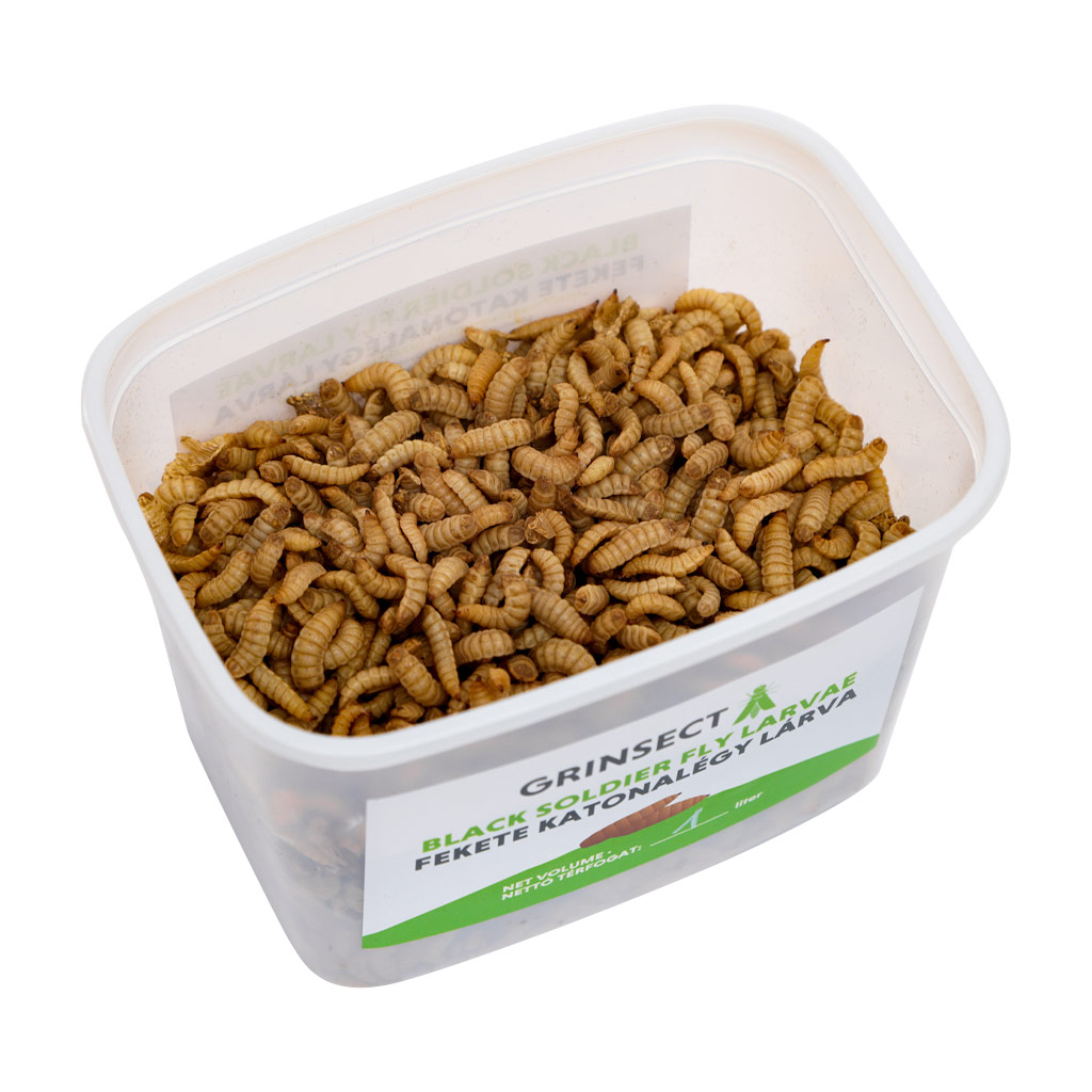 Live Products - Black Soldier Fly Larvae By Grinsect