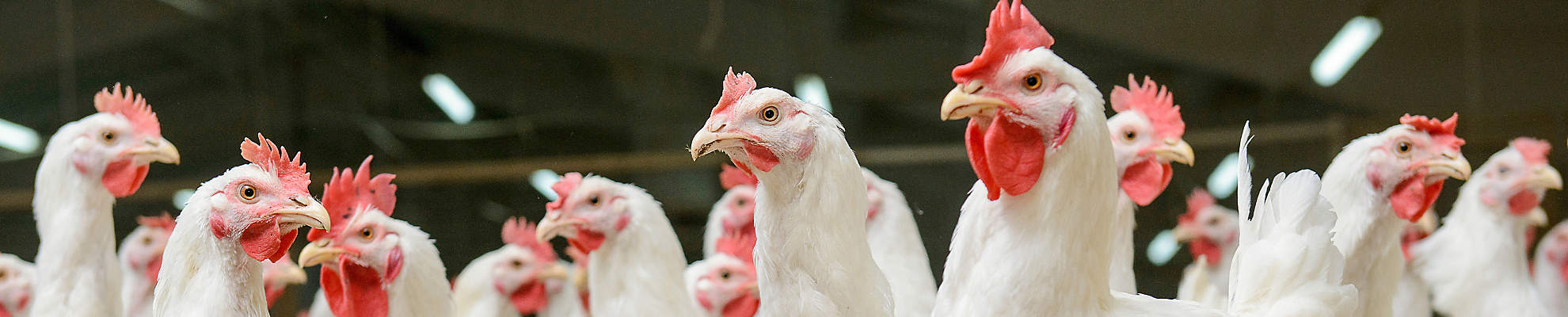 Animal Nutrition & Health - Animal Nutrition & Health Solutions For ...